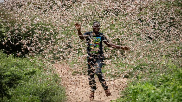 Swarm Of Locusts Bible